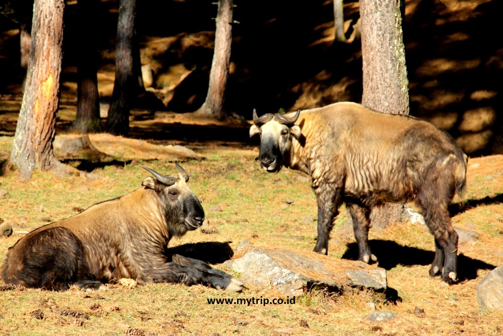 24 BINATANG KHAS DARI SELURUH DUNIA (Bagian 2)